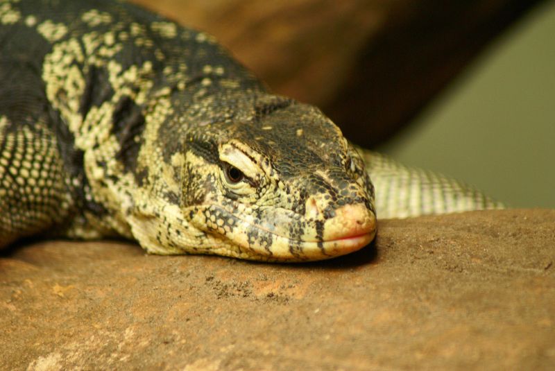 Mark's Photography/Dieren/Kop van een varaan