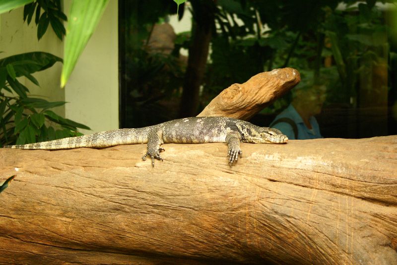 Mark's Photography/Dieren/Varaan 1